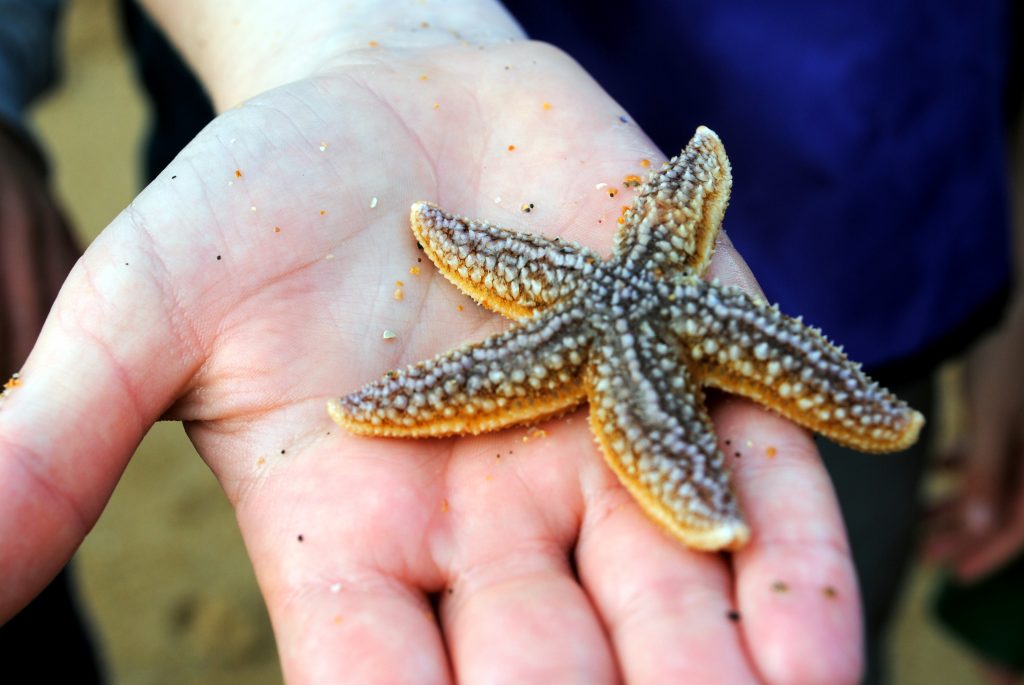 Line Up – Fringe by the Sea